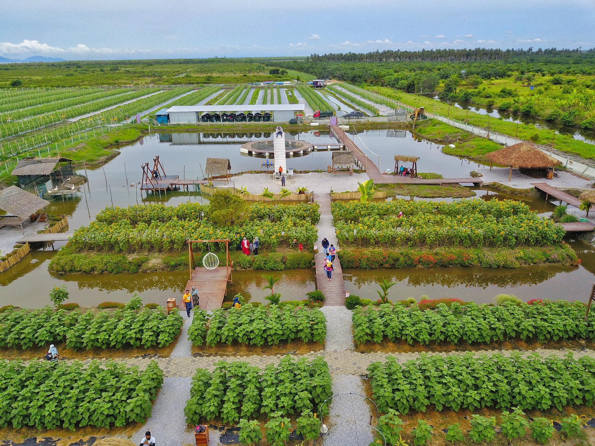 "Wow! Lawati Ladang Bunga Matahari Terbaru di Bagan Datoh, Perak - 3 ...