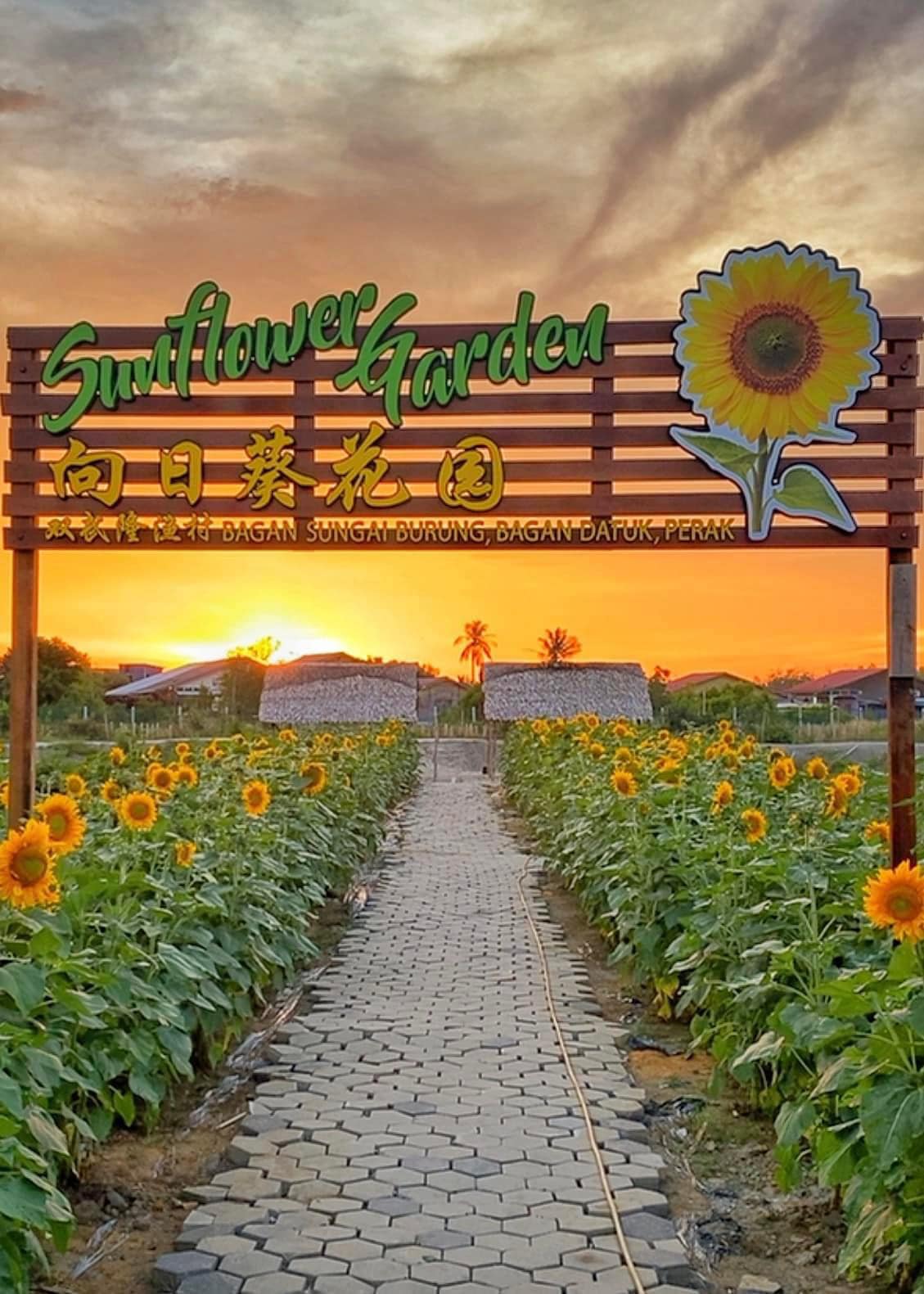 "Wow! Lawati Ladang Bunga Matahari Terbaru di Bagan Datoh, Perak - 3 ...