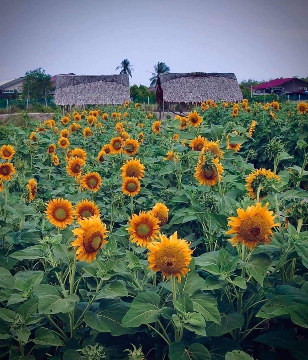"Wow! Lawati Ladang Bunga Matahari Terbaru di Bagan Datoh, Perak - 3 ...