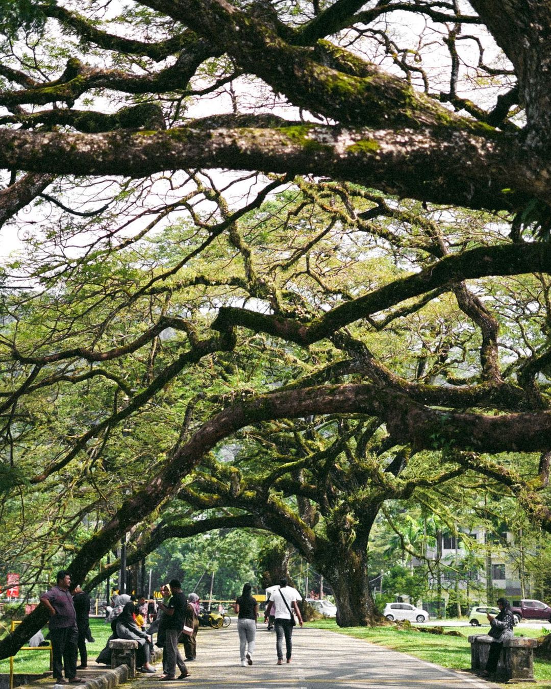 Kunjungi Taman Tasik Taiping, Taman Awam Pertama dan Tertua di Malaysia