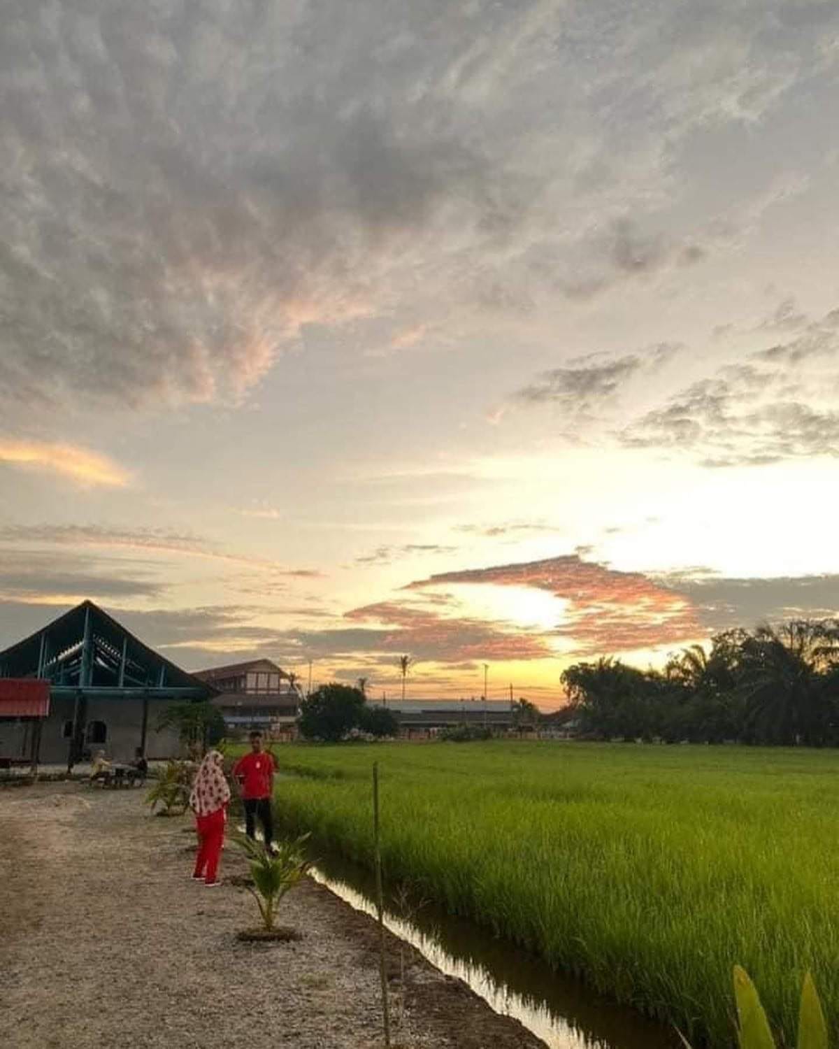 Asean Homestay - Pengalaman Menikmati Hidup Kampung di Tengah Sawah Padi