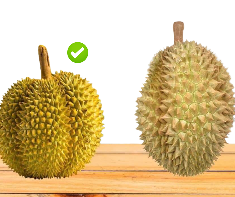 Tips Memilih Durian yang Enak dan Berkualiti: Panduan Lengkap untuk Pemula