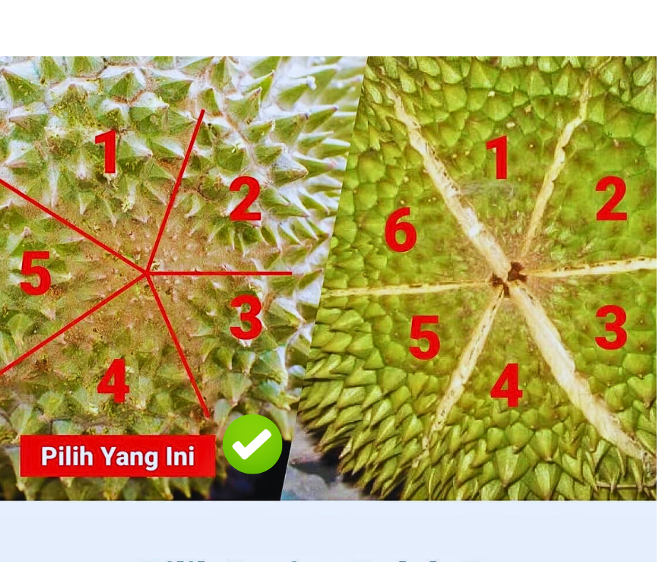 Tips Memilih Durian yang Enak dan Berkualiti: Panduan Lengkap untuk Pemula