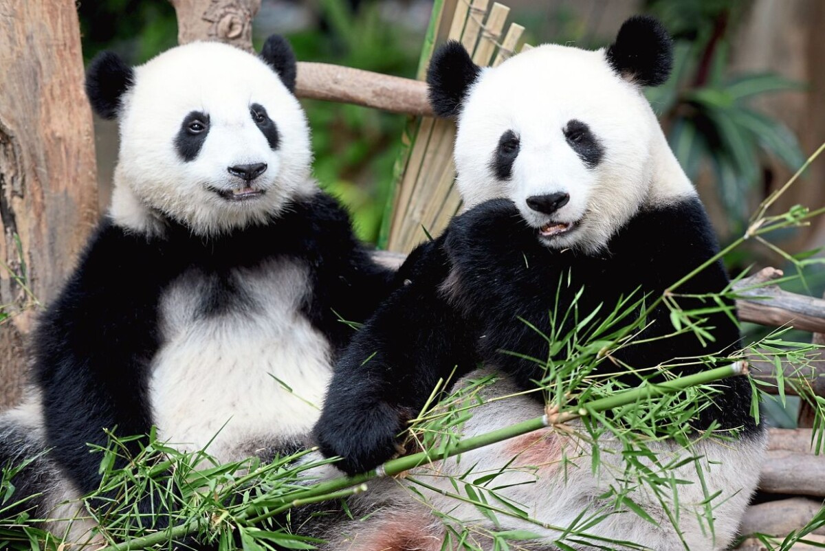 Zoo Negara Kuala Lumpur: Pengembaraan Haiwan yang Menarik! Zoo Negara ...