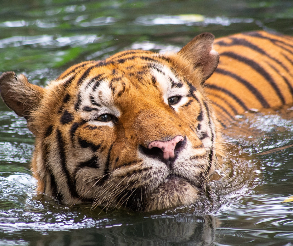Zoo Negara Kuala Lumpur: Pengembaraan Haiwan yang Menarik! Zoo Negara ...