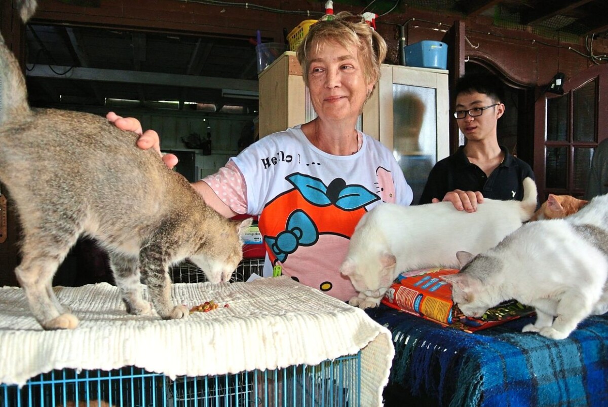 Cat Beach Sanctuary, Tempat BEST Bagi Pencinta Kucing Cat Beach ...