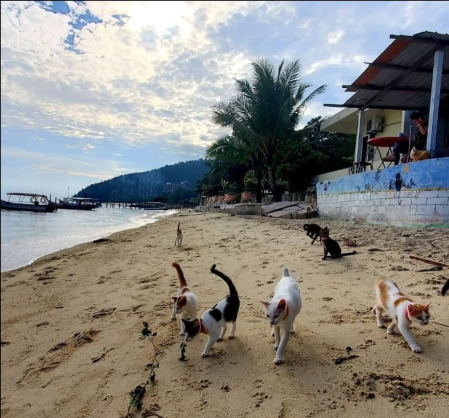 Cat Beach Sanctuary, Tempat BEST Bagi Pencinta Kucing Cat Beach ...