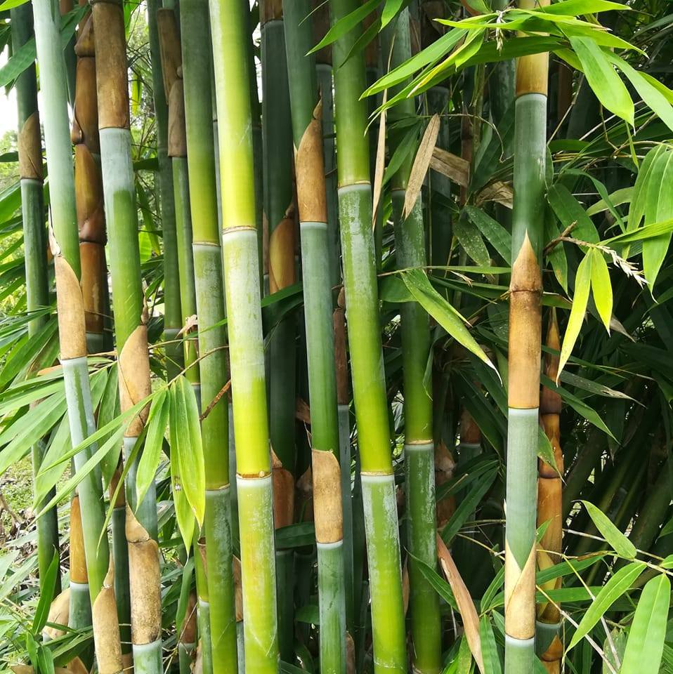 Lemang Boleh Dimasak Tanpa Menggunakan Buluh Rupanya