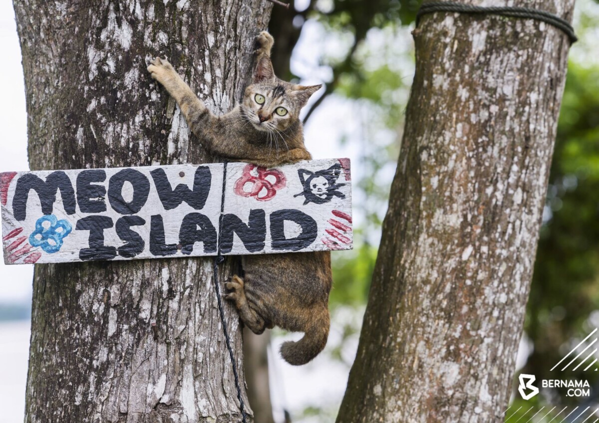 Pulau Kucing: Tarikan Khas Buat Peminat Kucing Di Pekan, Pahang