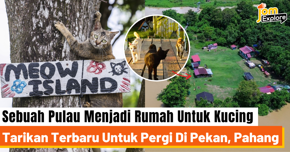 Pulau Kucing: Tarikan Khas Buat Peminat Kucing Di Pekan, Pahang