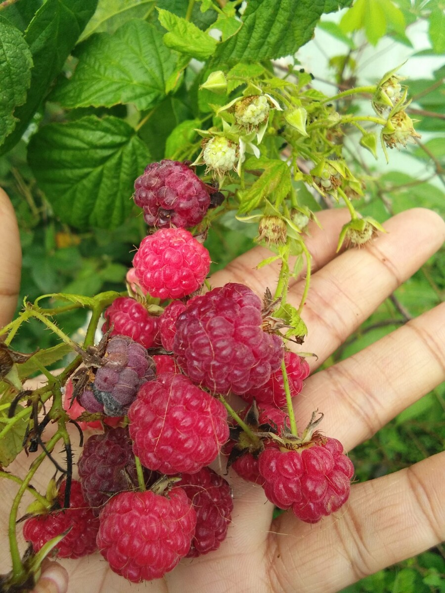 Siapa Sangka Buah Raspberi Boleh Ditanam Di Negara Kita