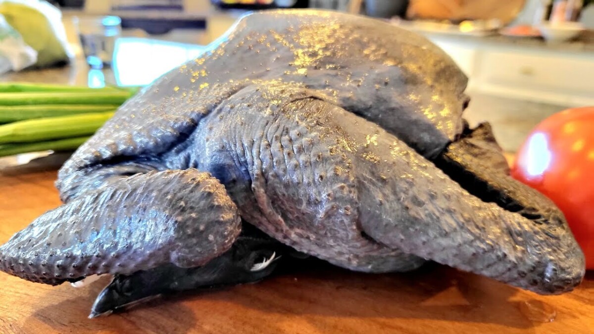 Mengapa Ayam Silkie Berwarna Hitam Ini Berharga RM11 Ribu?